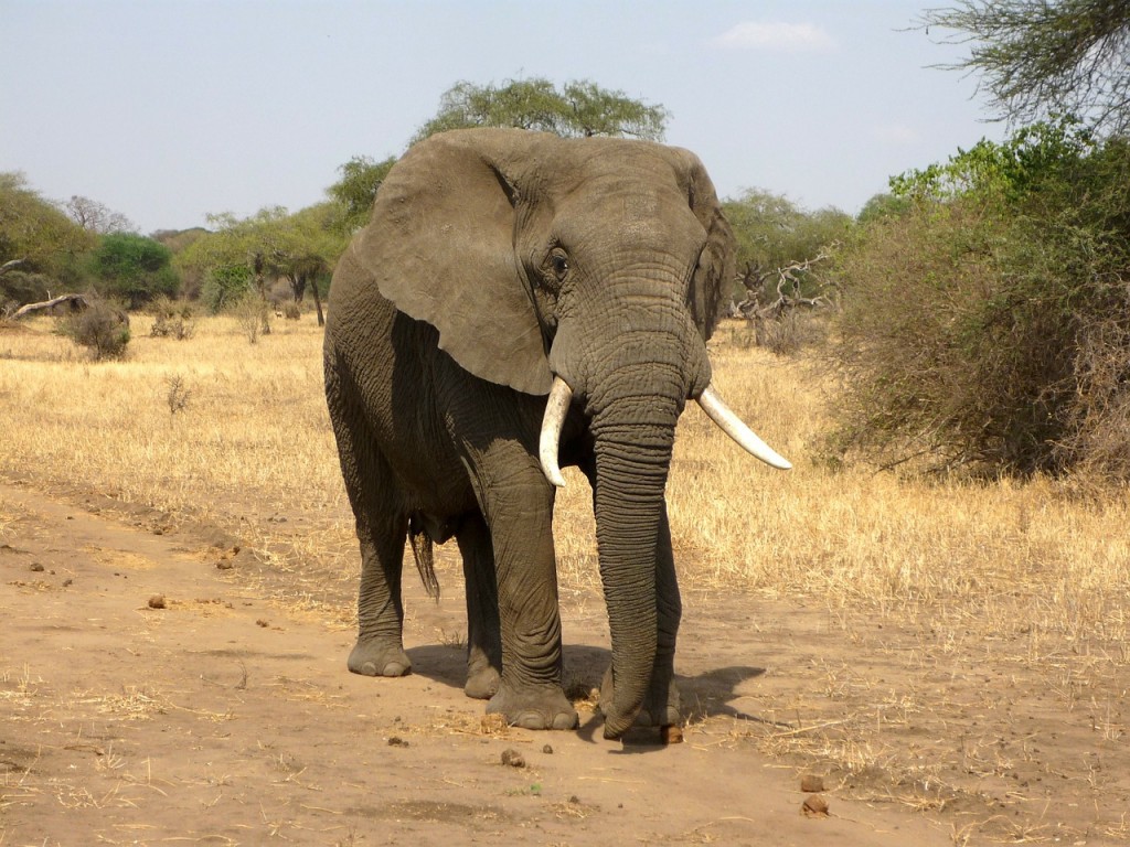 Andy Hunt, Jeremiah Daly leave Highland Capital to launch 'Elephant ...