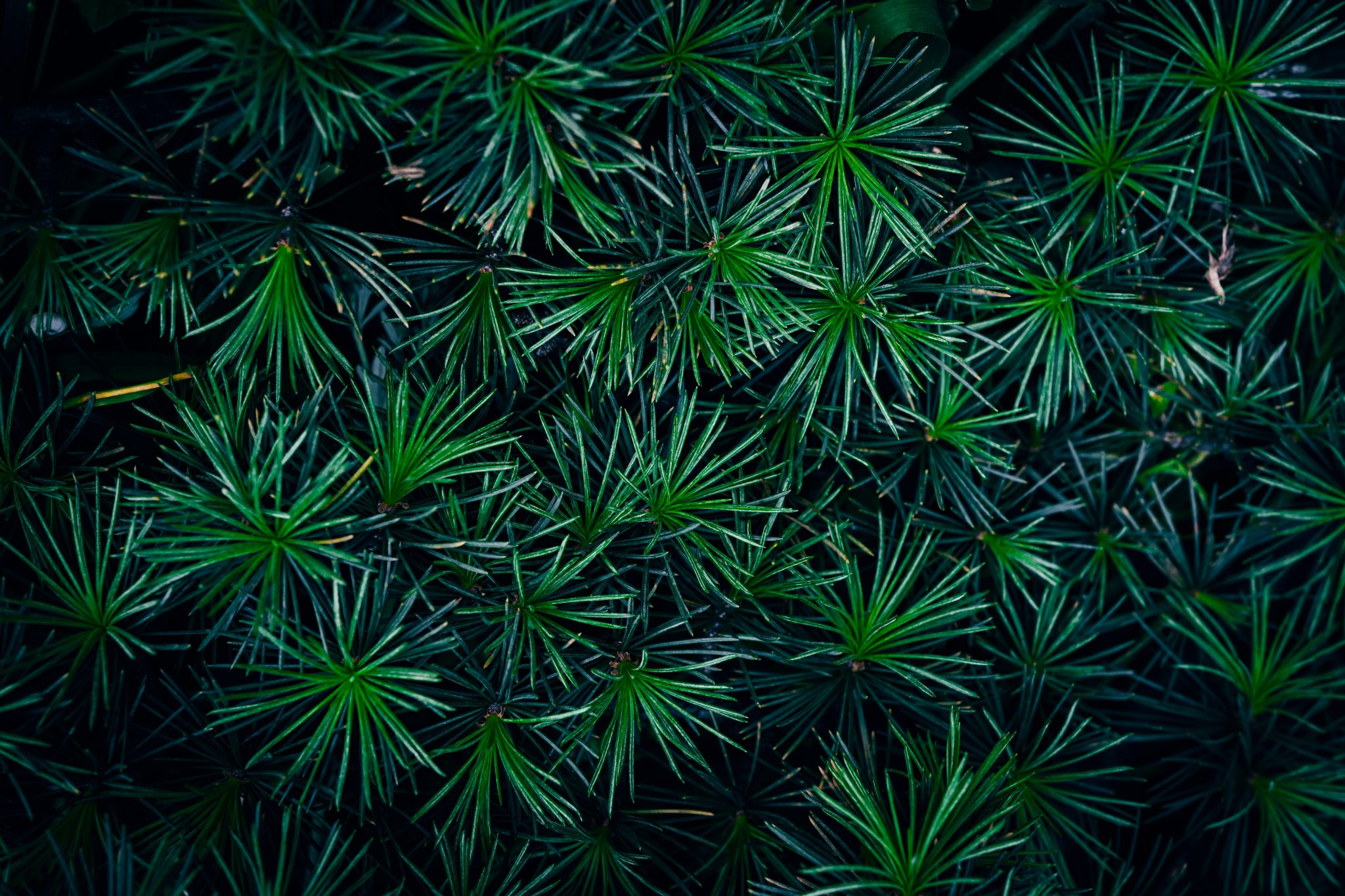 Conifer raises $900m in oversubscribed debut fund close - AltAssets ...